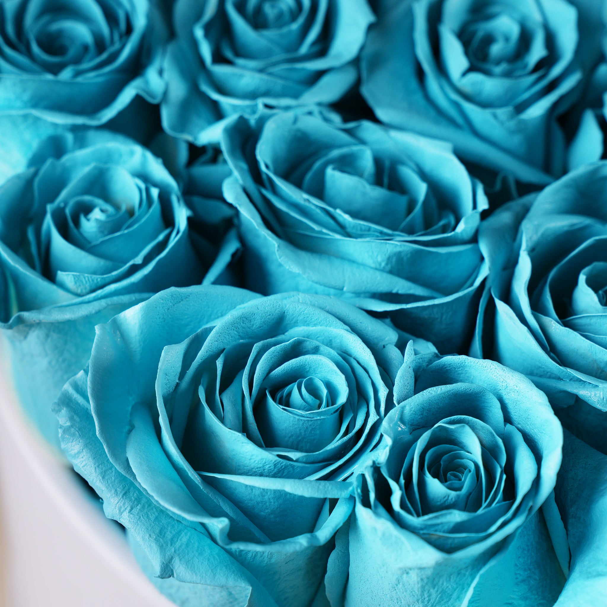 Petite Blue Roses - Hatbox | Free Same-Day Delivery to all Emirates ...